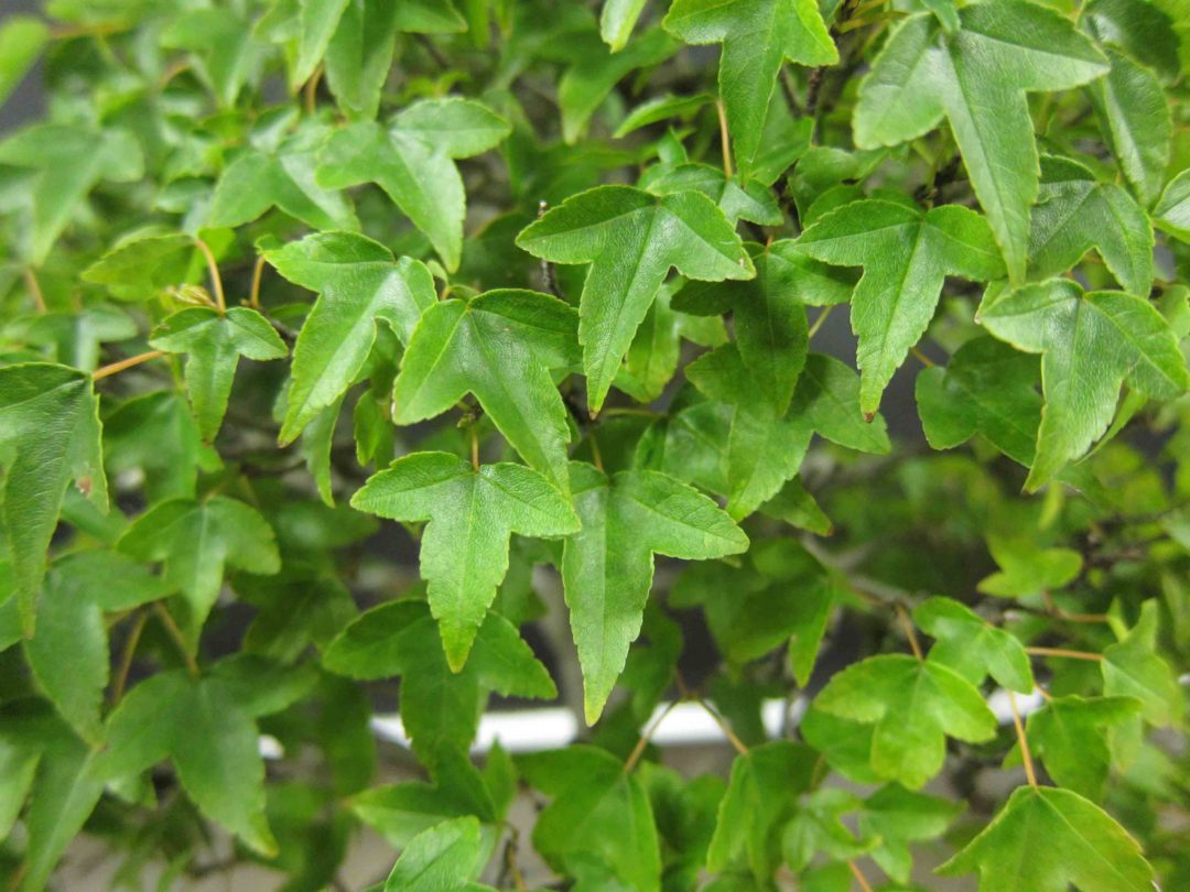 Acer buergerianum | Kiefer Nursery: Trees, Shrubs, Perennials