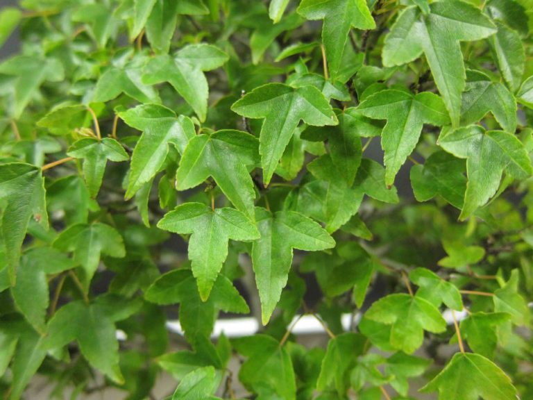 Acer buergerianum | Kiefer Nursery: Trees, Shrubs, Perennials